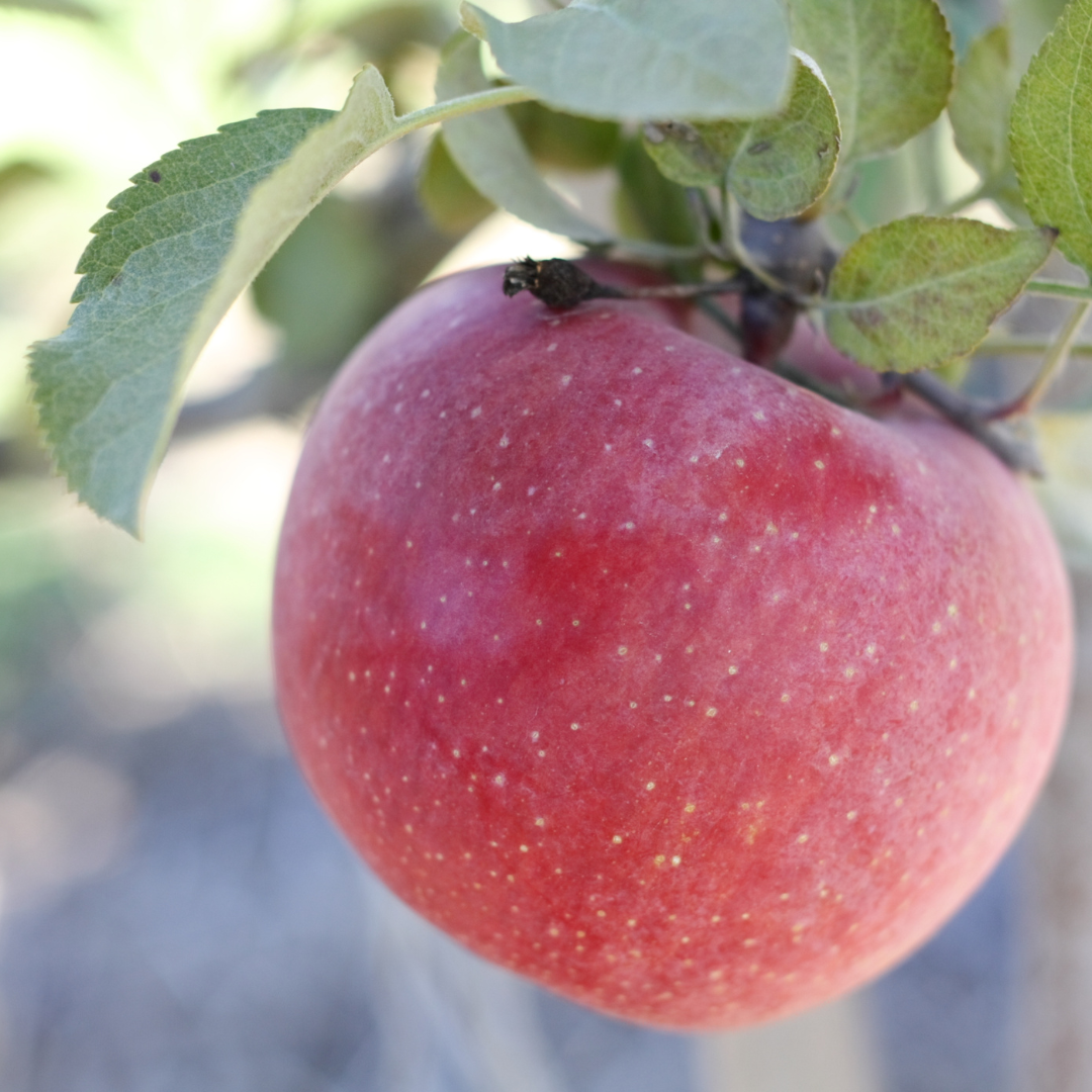 Manzano Fuji - El Huerto